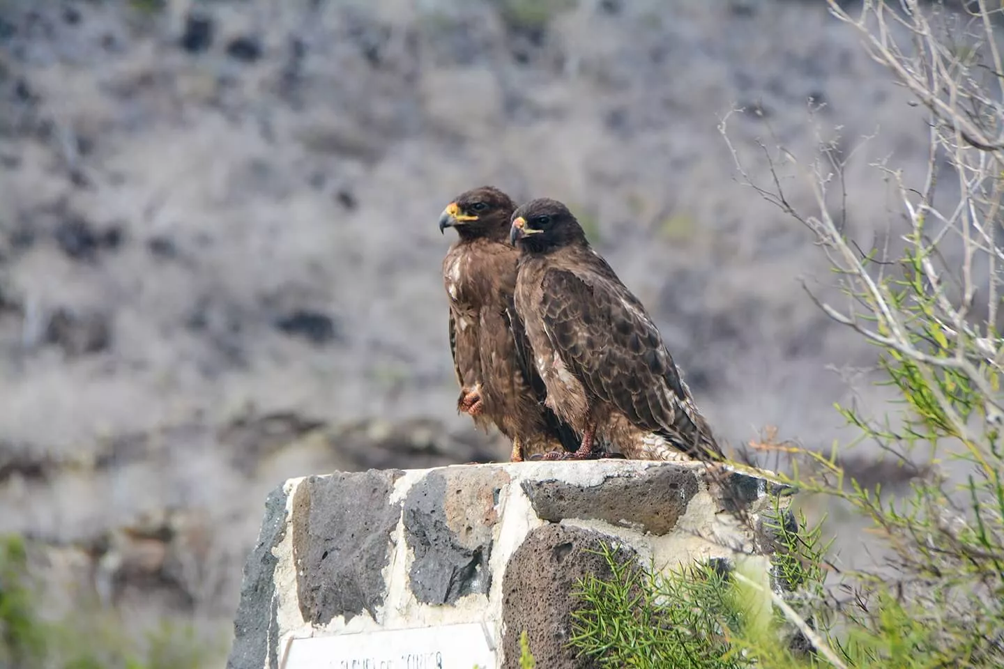 Amazing Galapagos Birds: 45 Endemic Species to Consider