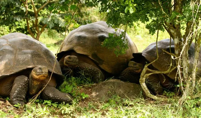 Charles Darwin Research Station - Galapagos Islands