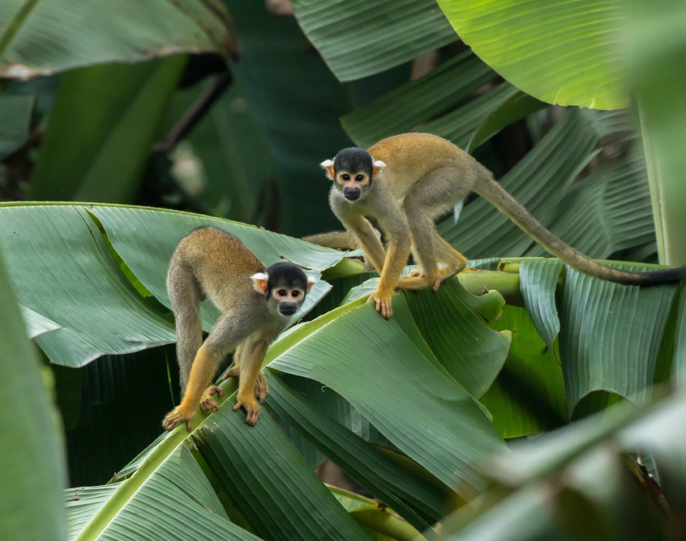 Explora Madre de Dios, Perú: Guía de viaje todo en uno