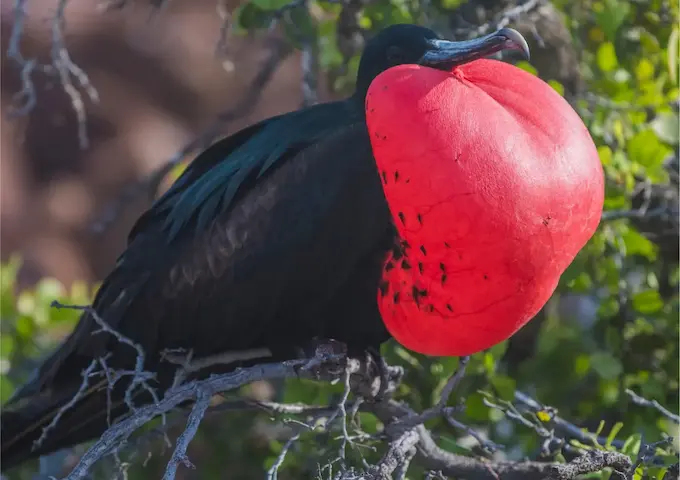 Información sobre las Islas Galápagos | Metropolitan Touring